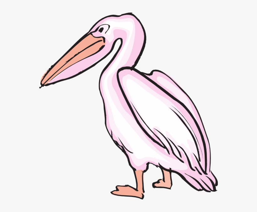Small - Pelican PNG Image | Transparent PNG Free Download on SeekPNG