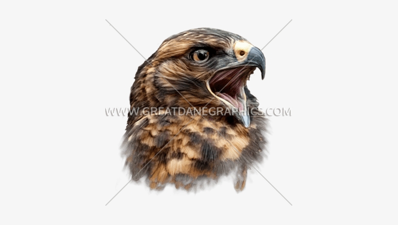 Download Screaming Hawk - Screaming Hawk Drawing | Transparent PNG ...