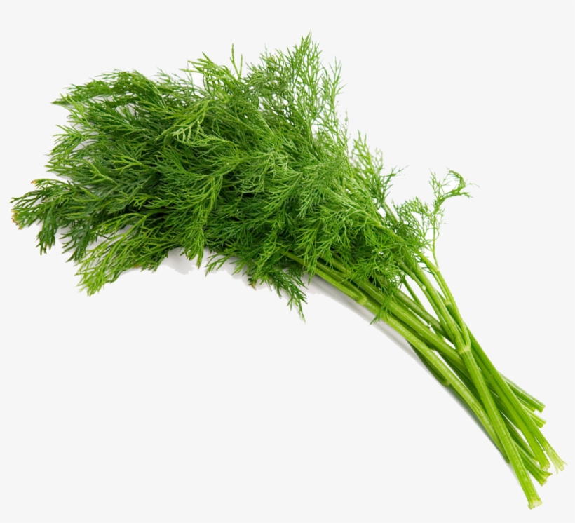 Dill-herbs - Koper Ogrodowy Kozak 500g PNG Image | Transparent PNG Free ...