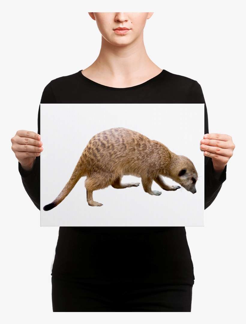 Mongoose Canvas - Black Mask Fawn French Bulldog Is Ready PNG Image ...