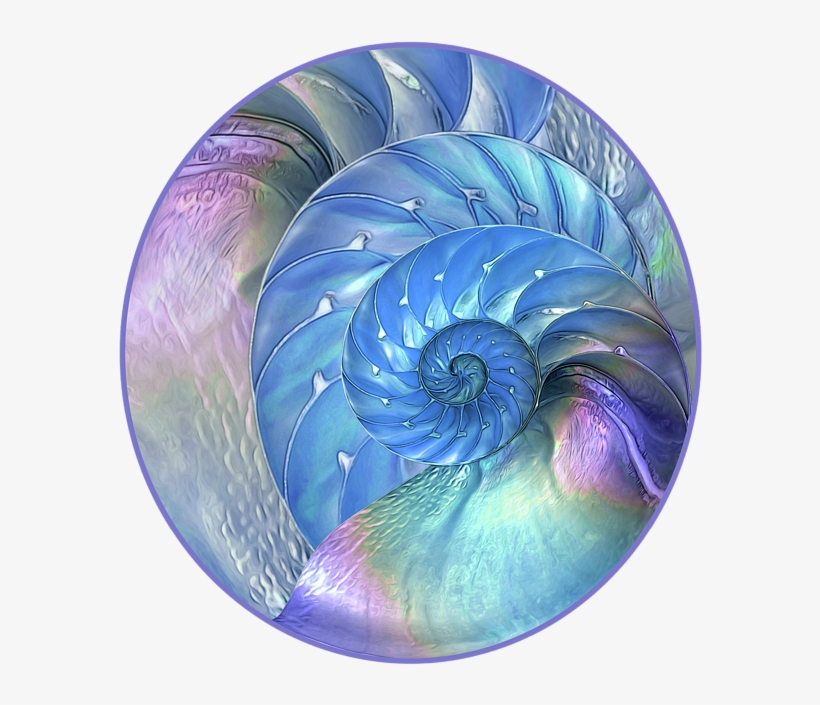Click And Drag To Re-position The Image, If Desired - Seashell PNG ...