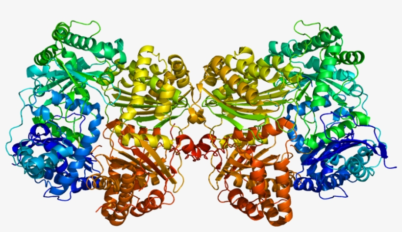 Ide Enzyme PNG Image | Transparent PNG Free Download on SeekPNG