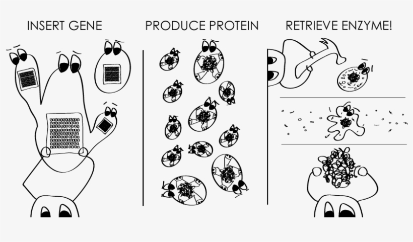 Enzyme Structures - Enzyme PNG Image | Transparent PNG Free Download on ...