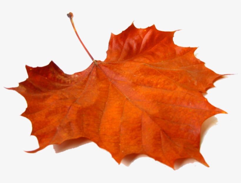 Sebastopol Center For The Arts - Term: A Word For The Campus PNG Image ...