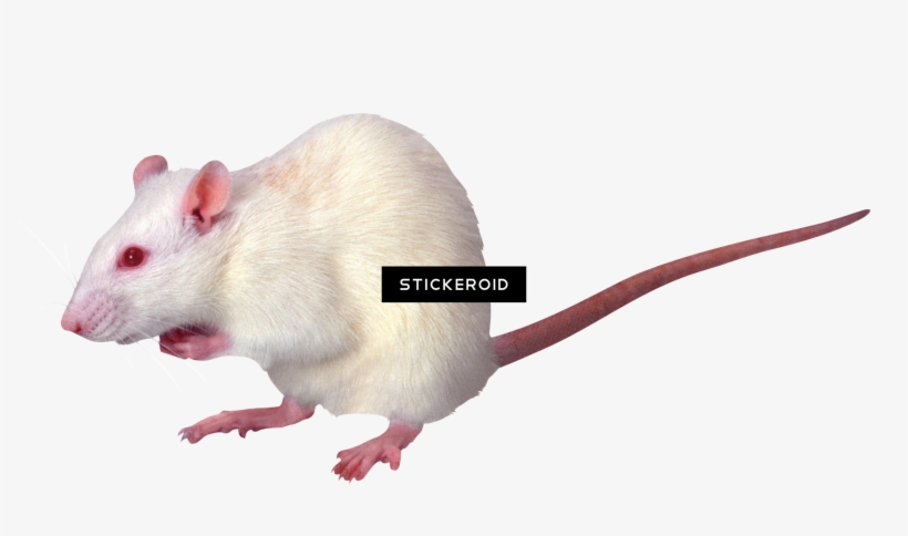 Mouse Rat - Rat Transparent PNG Image | Transparent PNG Free Download ...