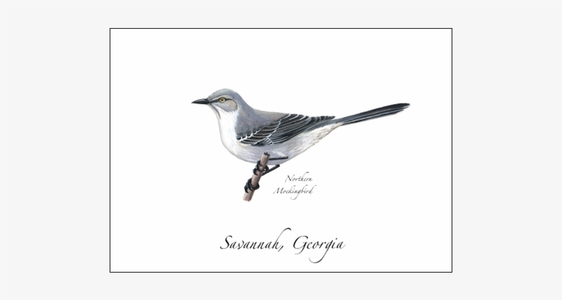 Download Northern Mockingbird | Transparent PNG Download | SeekPNG