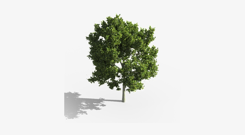 3d Plants For Cg Artists - Tree Aerial Png PNG Image | Transparent PNG ...