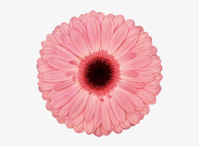 Download Blush - Flower | Transparent PNG Download | SeekPNG