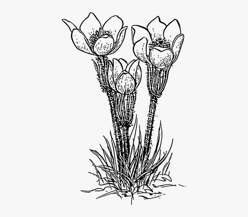 Outline, Flower, Rose, Plant, Crocus - Prairie Crocus Black And White ...
