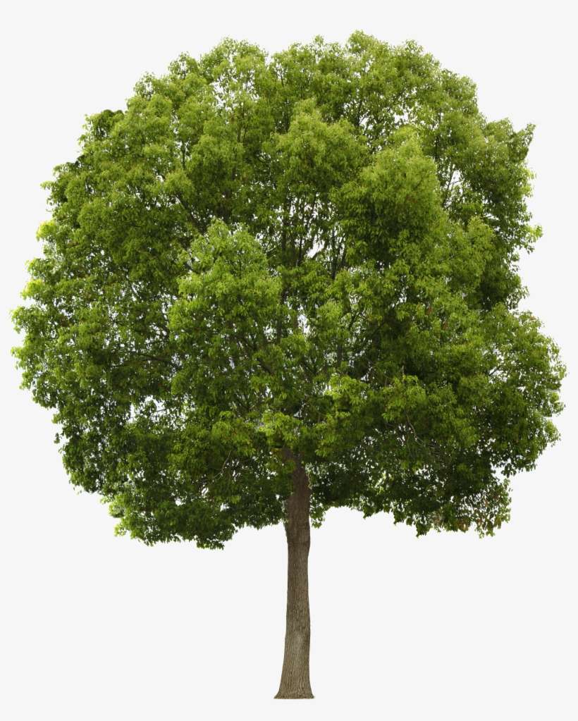 Download Tree - Transparent Tree | Transparent PNG Download | SeekPNG