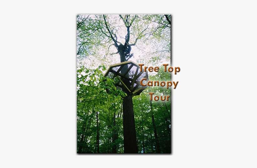 Western Juniper PNG Image | Transparent PNG Free Download on SeekPNG