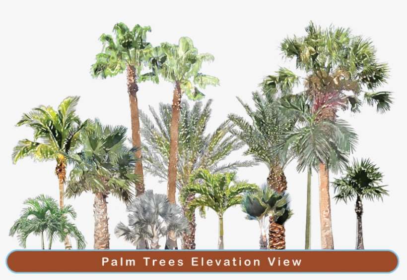 Top View People - Palm Plan Symbol Png PNG Image | Transparent PNG Free ...