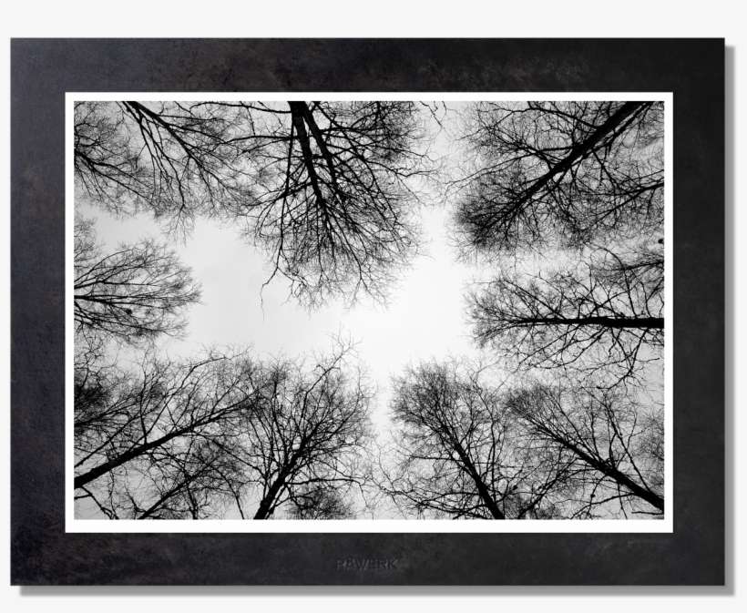 Download Dark Tree Tops View - Picture Frame | Transparent PNG Download ...