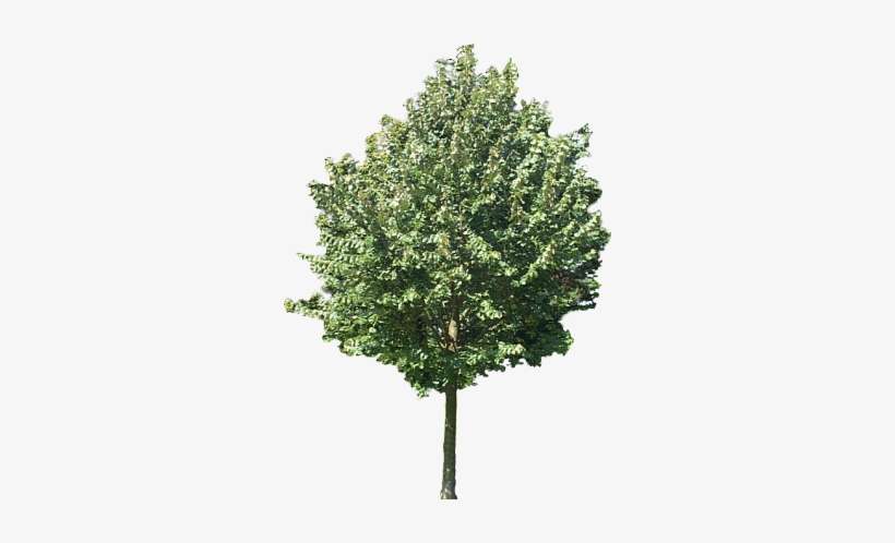 Tree Cut Out Picture In Png - Portable Network Graphics PNG Image ...