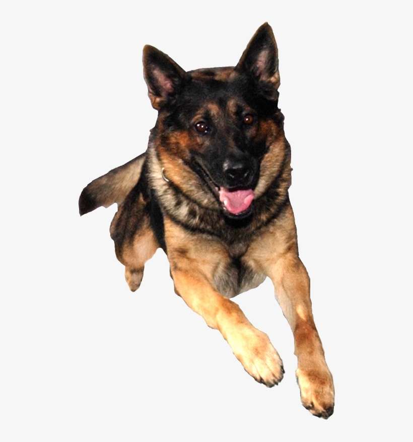 Download German Shepherd - Police Dog Transparent Background ...