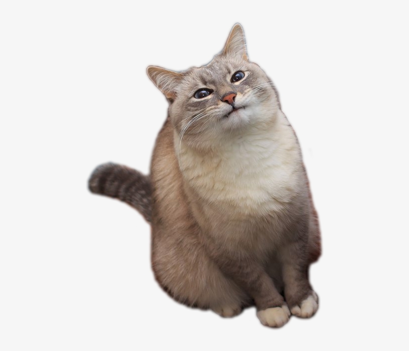 1447910258374 - Pancake Cat Png PNG Image | Transparent PNG Free ...