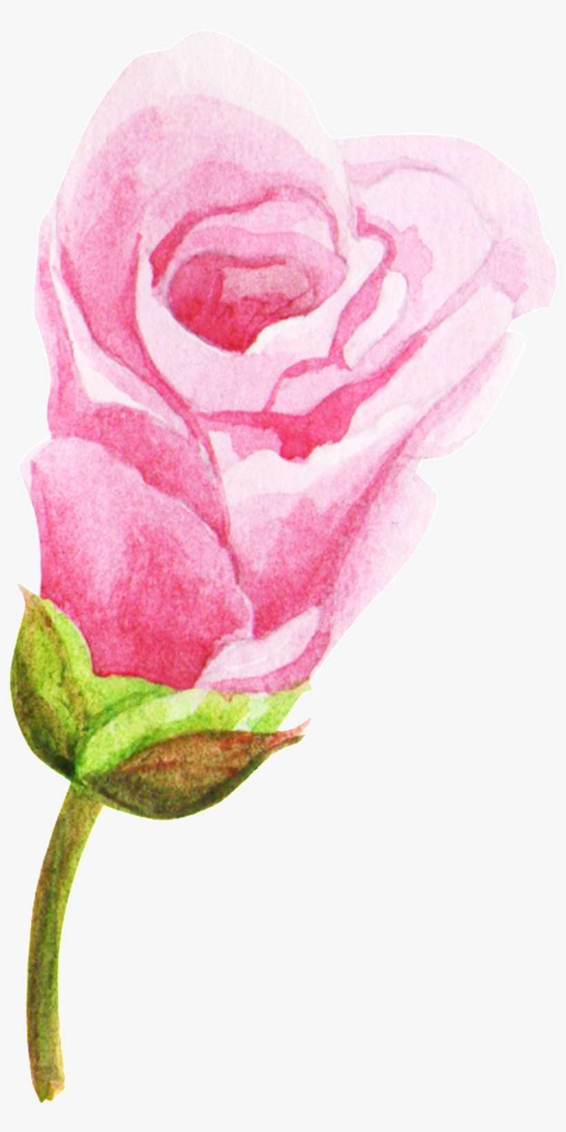 Flower Png Transparent - Hybrid Tea Rose PNG Image | Transparent PNG ...