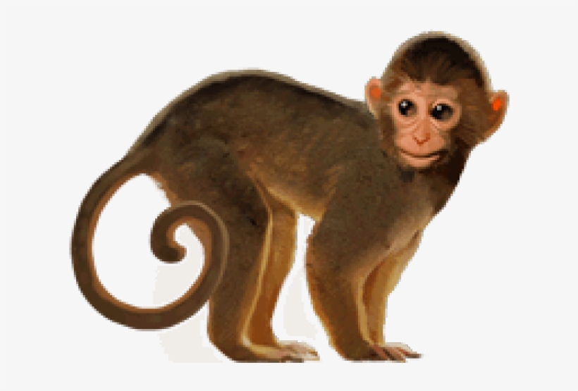 Monkey Png Transparent Images PNG Image | Transparent PNG Free Download ...