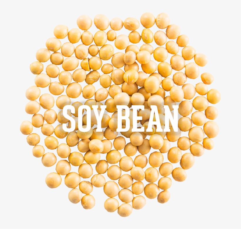 Download Soy Bean | Transparent PNG Download | SeekPNG