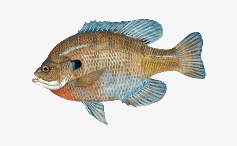 Great Clip Art Of Freshwater Fish - Freshwater Bluegill PNG Image ...