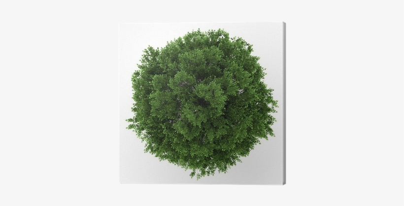 Download Top View Of Small-leaved Lime Tree Isolated On White - Top ...