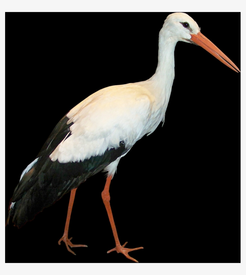 Stork Free Transparent Images - White Stork PNG Image | Transparent PNG ...