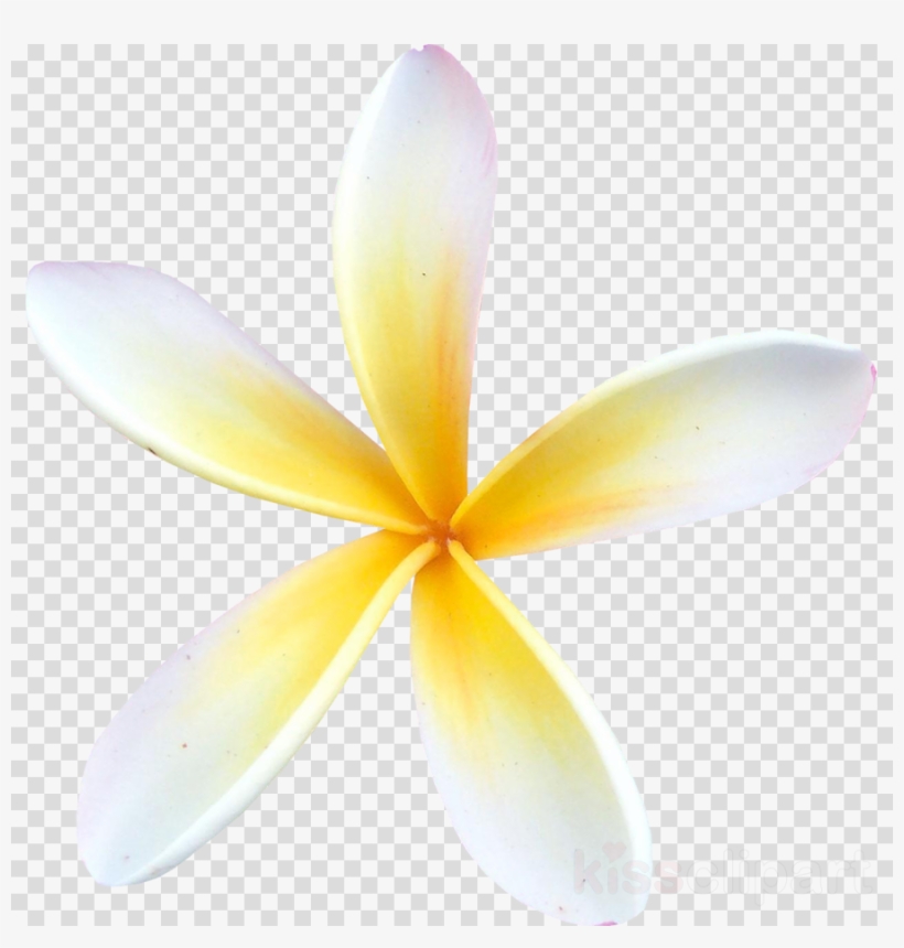 Yellow White Flowers Png Clipart Stock Photography - Clip Art PNG Image ...