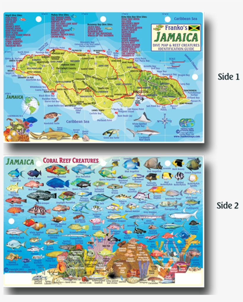 Download Franko Maps Jamaica Coral Reef Dive Creature Guide ...