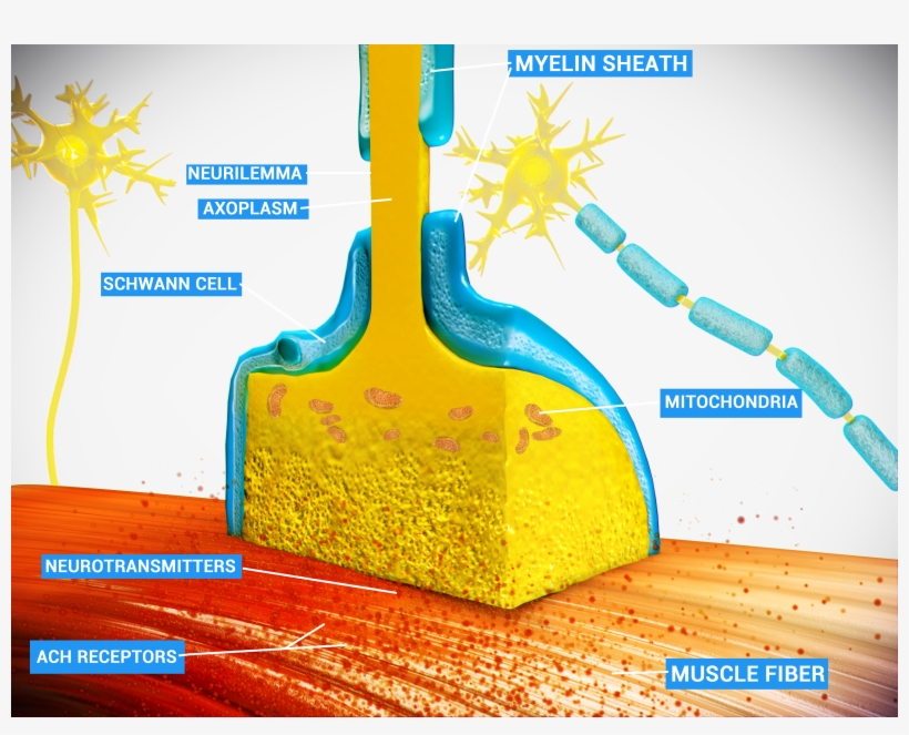 Neuromuscular Junction Diagram Unlabeled
