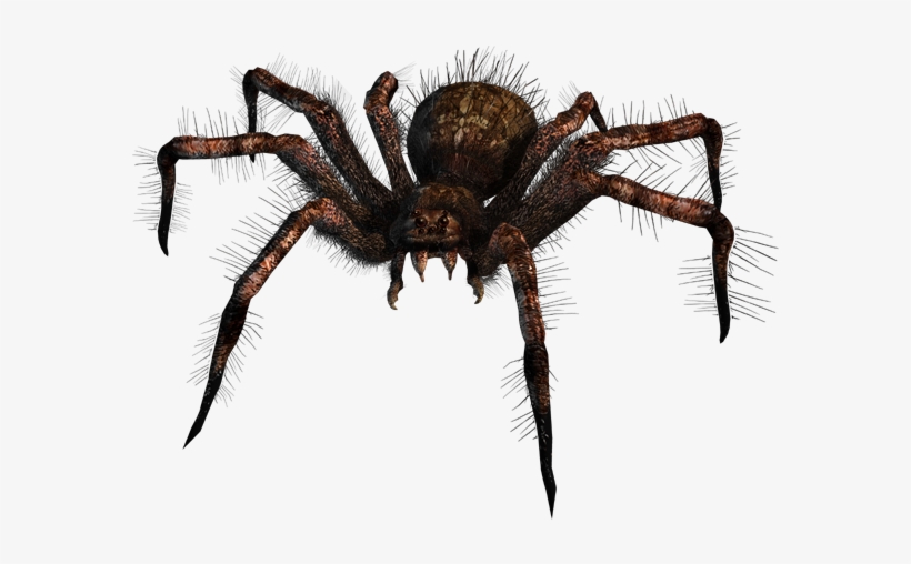 Might And Magic Render - Pająk Png PNG Image | Transparent PNG Free ...