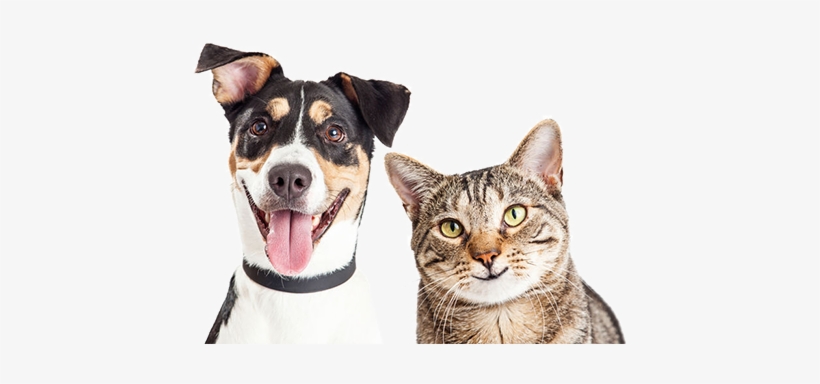 Donate Your Old Mascara Wand To Help Animals - Play Strong Foamz Ball 2 ...