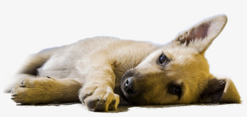 Sleeping Dogs Png - Dog Laying On Ground PNG Image | Transparent PNG ...