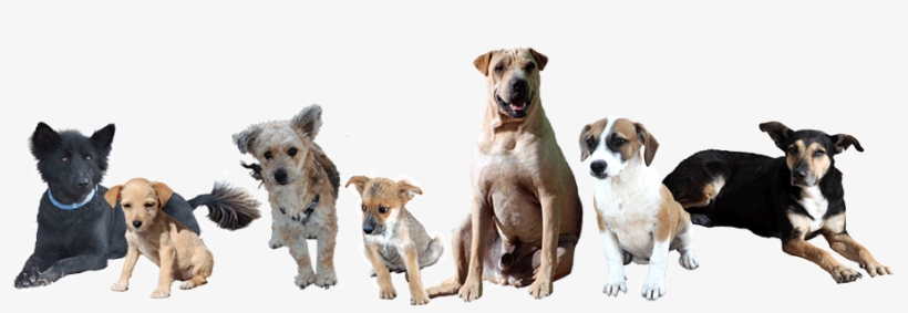 Barb's Dogs - Dog Rescue Png PNG Image | Transparent PNG Free Download ...
