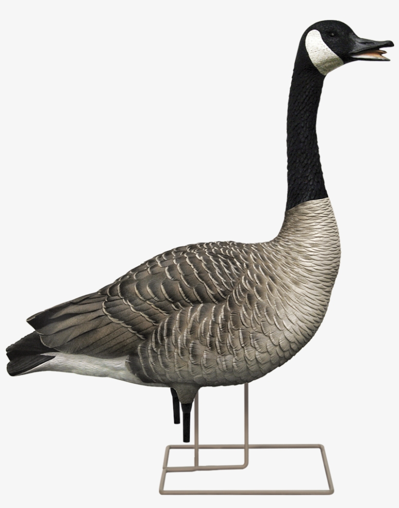 Male Caller - Avian X Fusion Honker Goose Decoy PNG Image | Transparent ...
