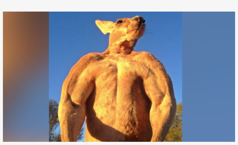 Dank Kangaroo PNG Image | Transparent PNG Free Download on SeekPNG