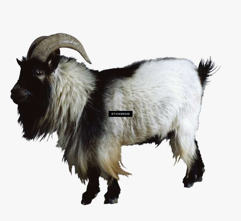 Goat Transparent PNG Image | Transparent PNG Free Download on SeekPNG