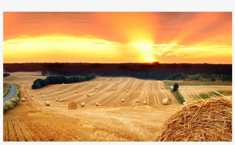 Wheat Field Png PNG Image | Transparent PNG Free Download on SeekPNG