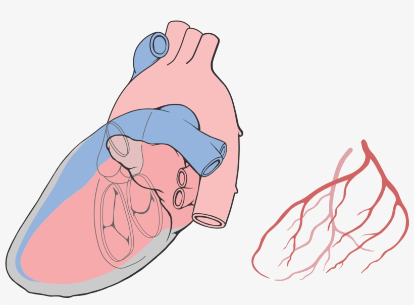 Heart Left Lateral Diagrams - Heart Lateral PNG Image | Transparent PNG ...