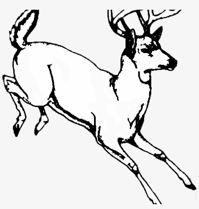 Whitetail Deer Clip Art 19 Buck Clipart Whitetail Deer - Deer PNG Image ...