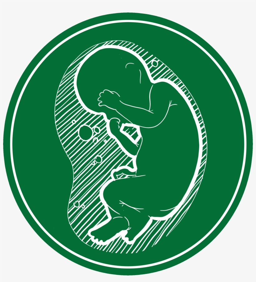 Pregnancy And Foetal Development - Curbside Cycle PNG Image ...