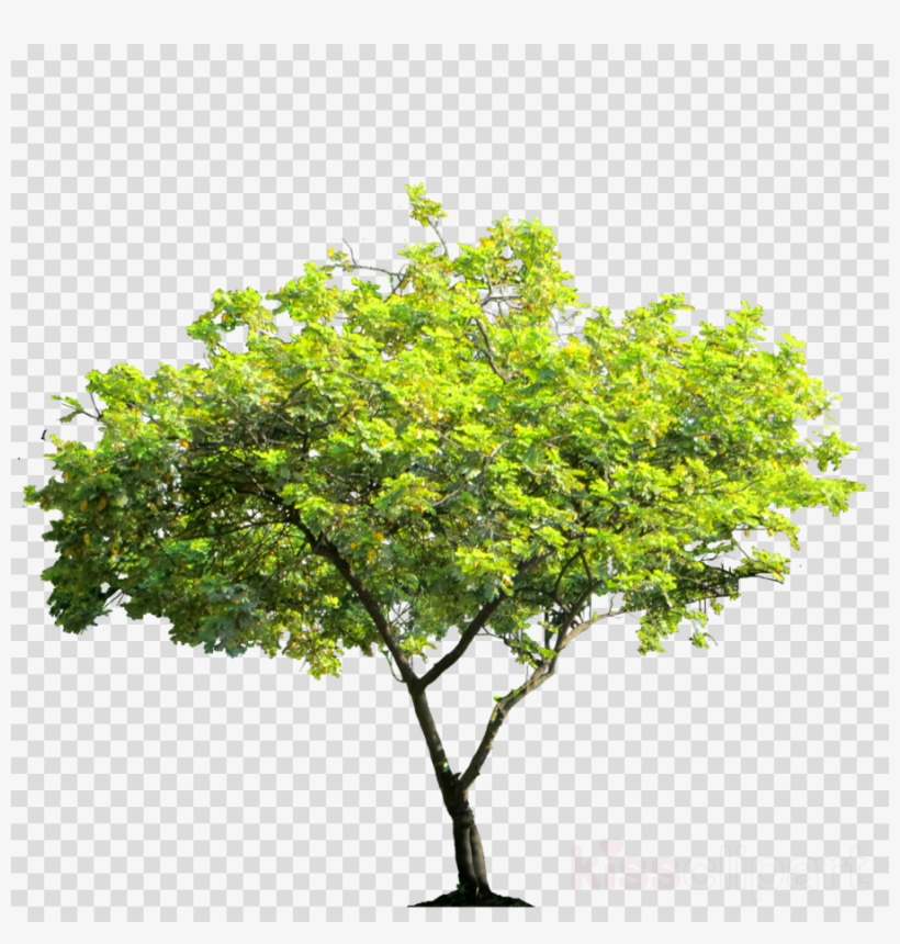 Tropical Tree Png PNG Image | Transparent PNG Free Download on SeekPNG