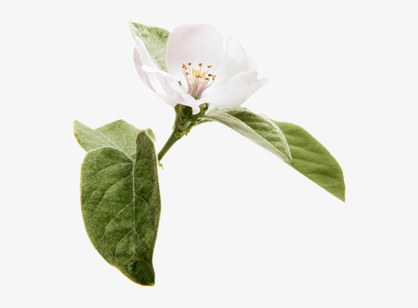 Jasmine Ing - White Trillium PNG Image | Transparent PNG Free Download ...