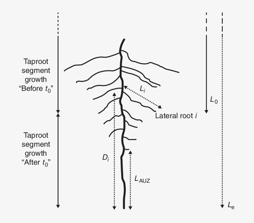 Schematic Representation Of A Distal Taproot Segment - Diagram PNG ...