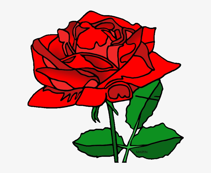Red Rose Clipart American Beauty - Phillip Martin Flower PNG Image ...