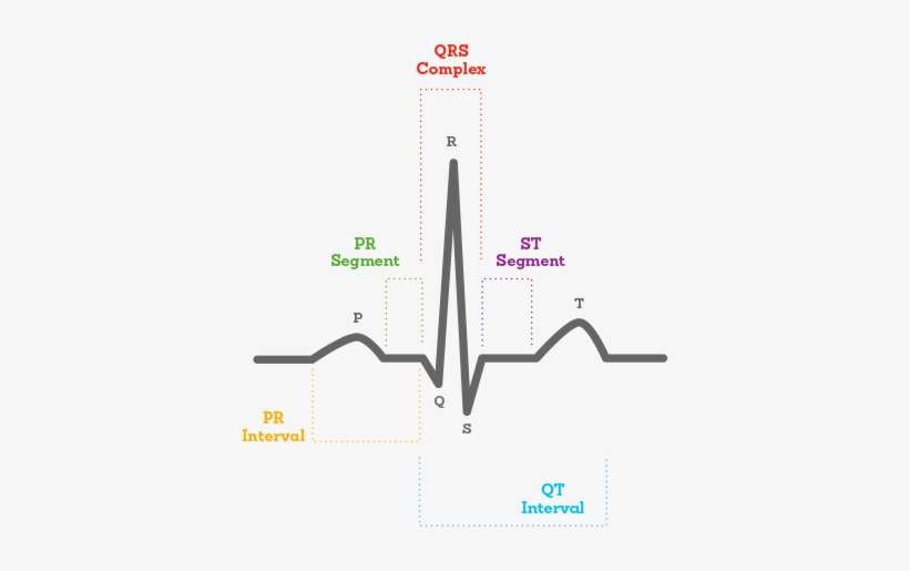 Also Known As An Electrocardiogram Or An Ekg, An Ecg - Diagram PNG ...