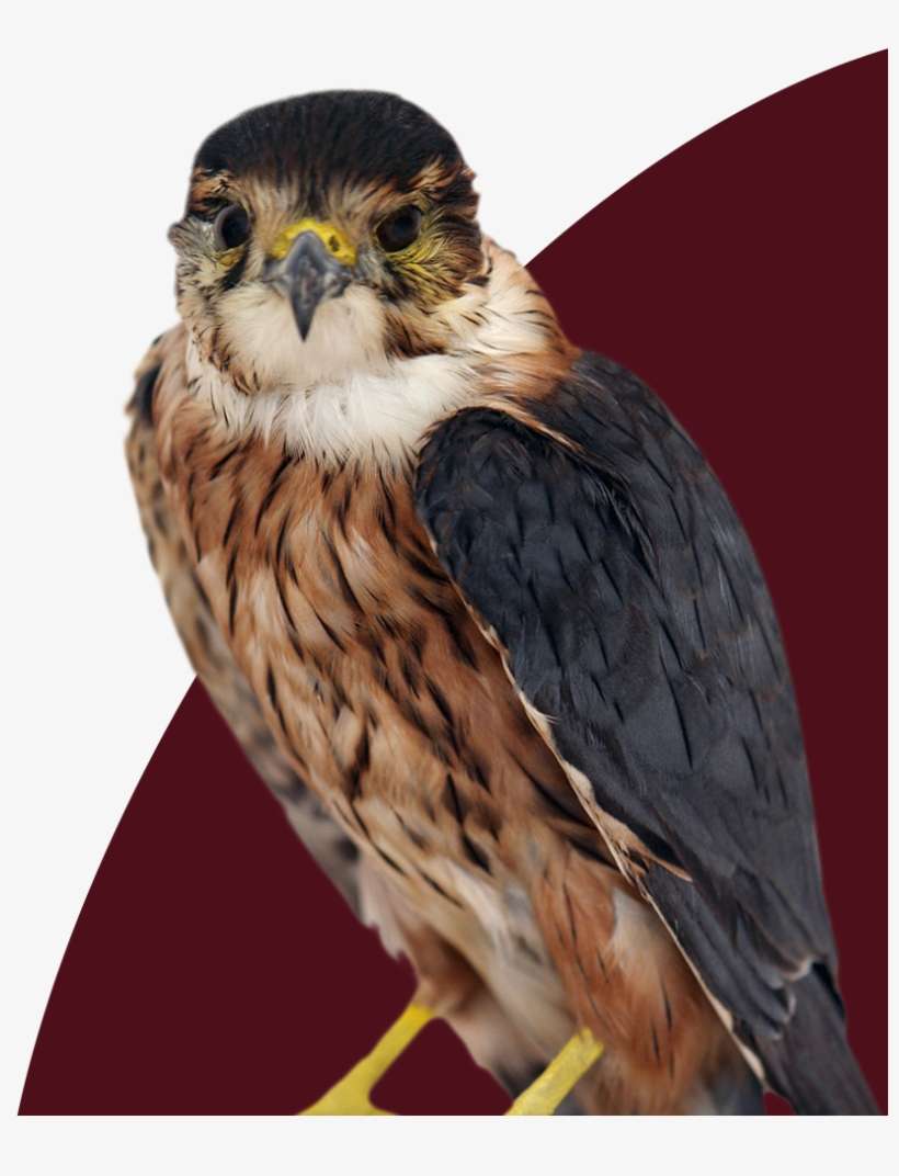 The Life Science Lab Provides Unique And Scientific - Red-tailed Hawk ...