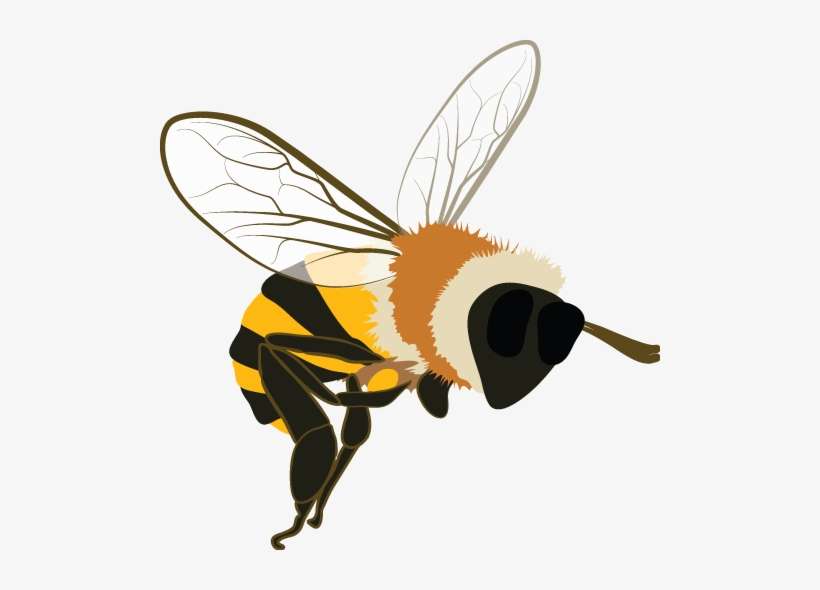 Bee PNG Image | Transparent PNG Free Download on SeekPNG