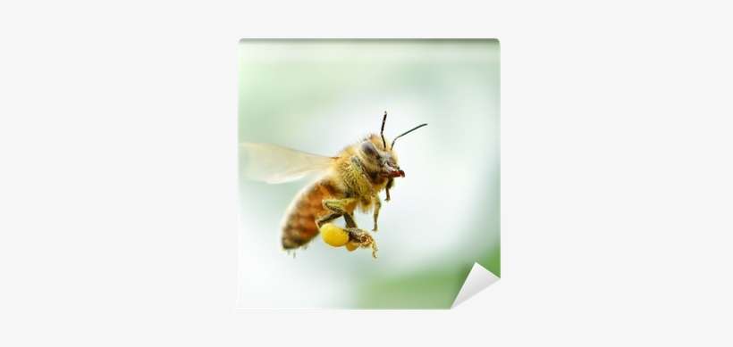 Manuka Honey Bee PNG Image | Transparent PNG Free Download on SeekPNG