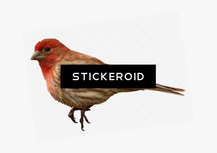 Finch Birds - House Finch PNG Image | Transparent PNG Free Download on ...