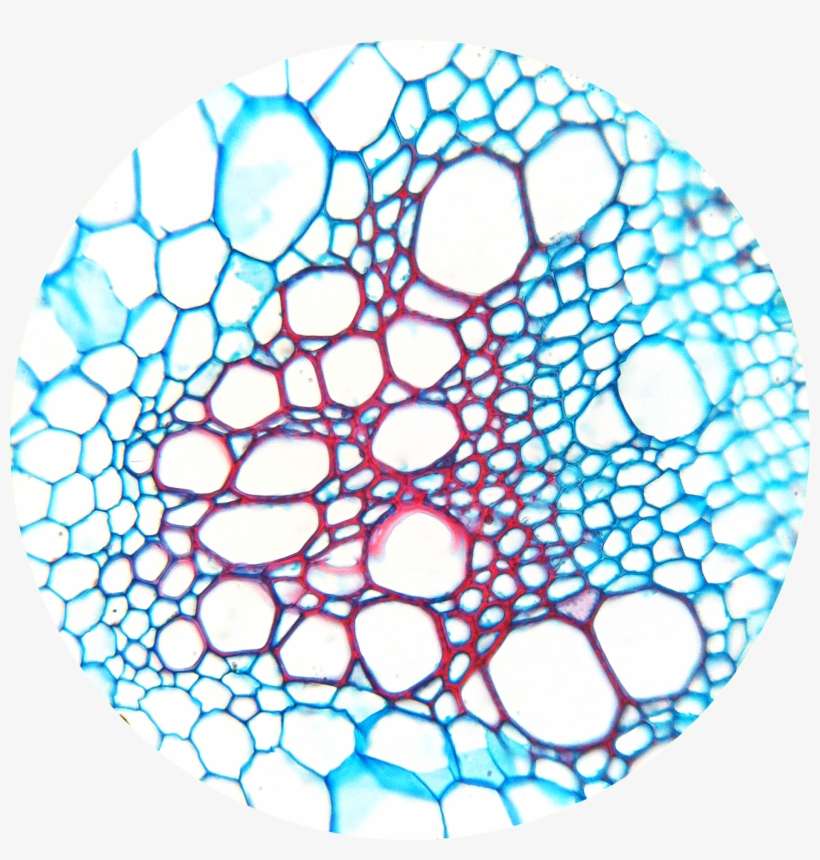 Flower Xylem - Microscopic View Of Xylem PNG Image | Transparent PNG ...